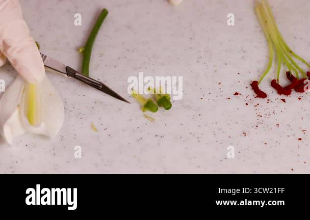 Close-up of a flower dissection using a scalpel, highlighting the ...