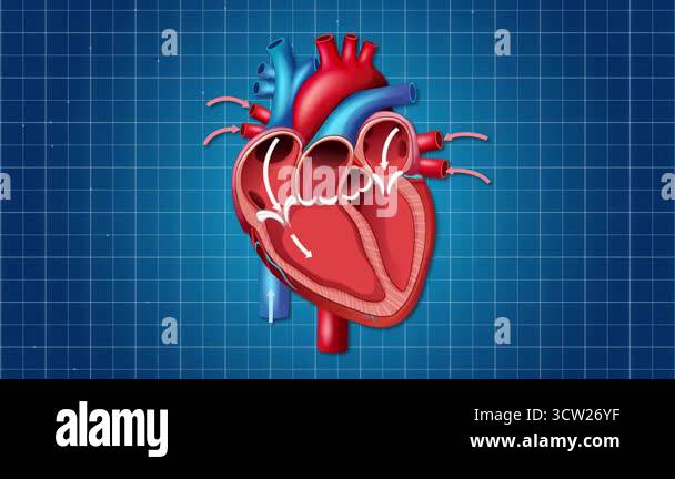 Animation of a human heart beating rhythmically against a blue grid ...