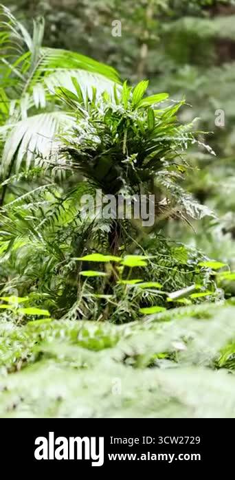 View dense temperate rainforest Stock Videos & Footage - HD and 4K ...