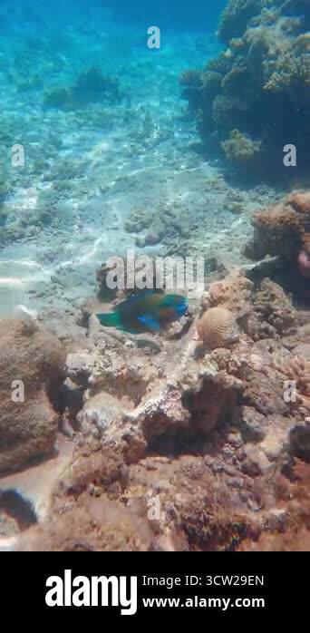 Vibrant parrotfish swimming among coral reefs Stock Video Footage - Alamy