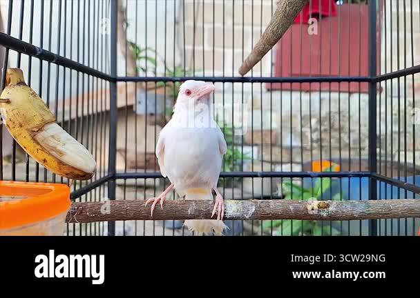 Slow Motion Action of a Rare Albino Bird Flying or Shaking Wings in ...