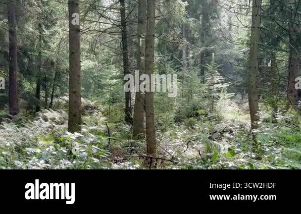 Cinematic forest scene with heavy rain during the day. The camera pans ...