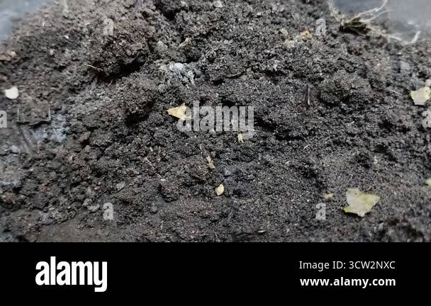 Snapping jaw ant ants Stock Videos & Footage - HD and 4K Video Clips ...