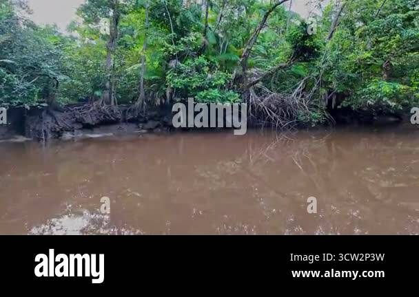 Boat trip on the Igarape do Urubu River, Delta das Americas, Ilha das ...