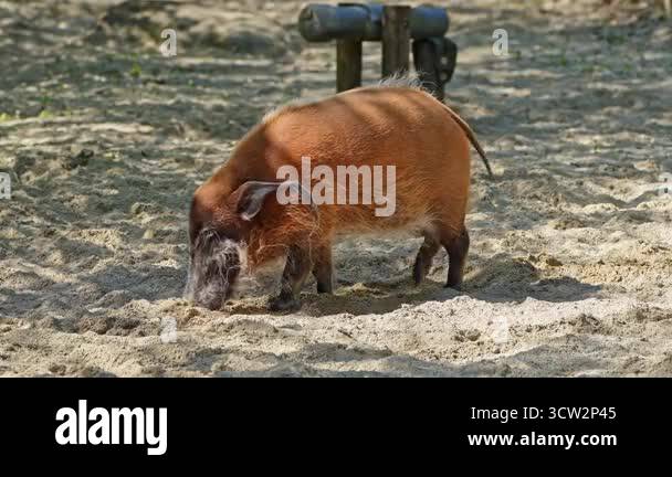 Red river hog, Potamochoerus porcus, also known as the bush pig. This ...