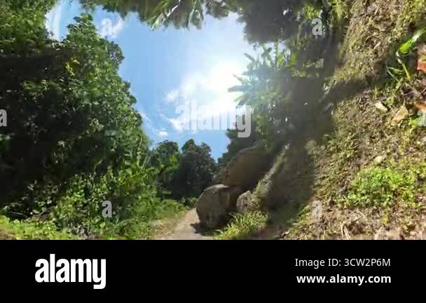 Bright Sunlight Shining in Clear Blue Sky Over Lush Tropical Jungle ...