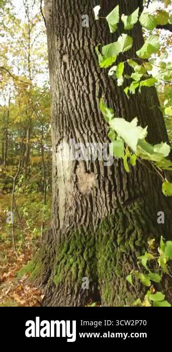 Grand oak tree with a thick, powerful trunk surrounded by golden-yellow ...