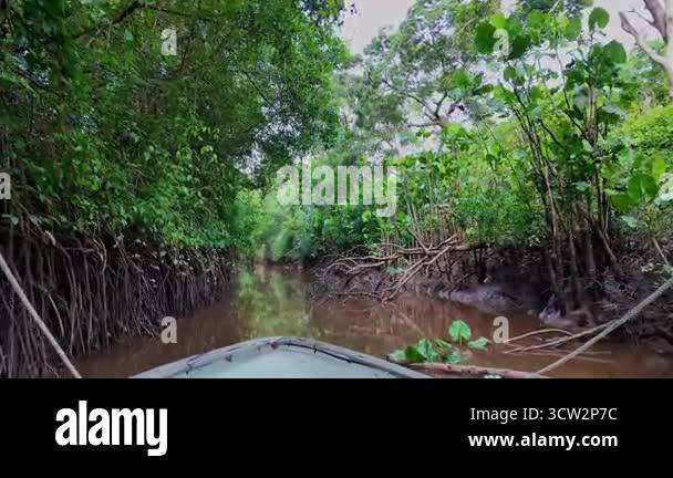 Boat trip on the Igarape do Urubu River, Delta das Americas, Ilha das ...