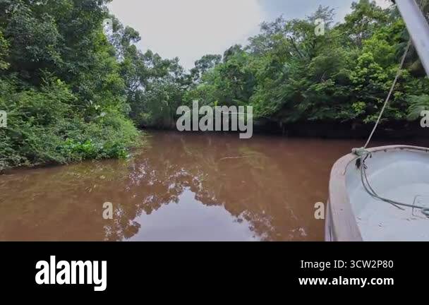 Boat trip on the Igarape do Urubu River, Delta das Americas, Ilha das ...