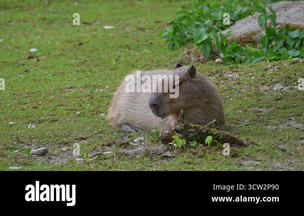 The capybara, Hydrochoerus hydrochaeris is the largest extant rodent in ...