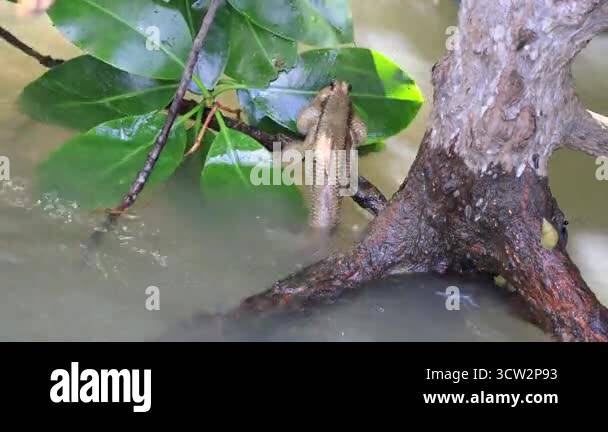 Footage of a Mudskipper Resting on the Mangrove Tree branch on the ...