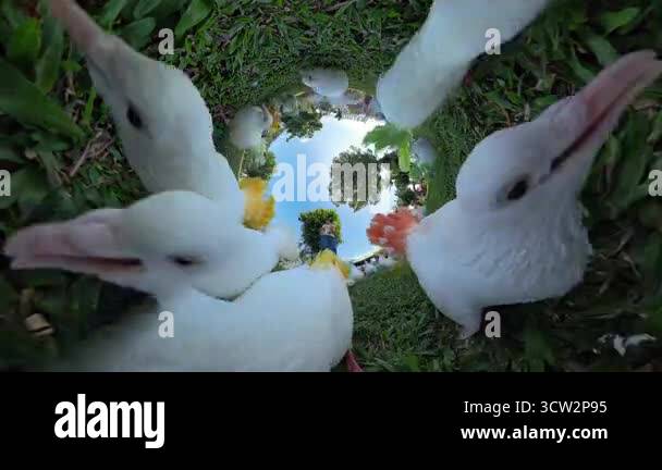 White and Colorful Doves Forming a Circular Frame Around Woman with Sky ...