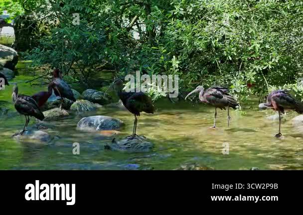 Glossy ibis, Plegadis falcinellus in a german nature parkThe Glossy ...