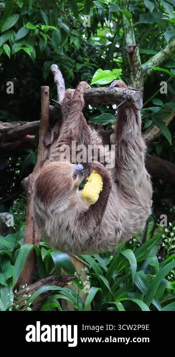 Two-toed sloth hanging upside down from the tree branch enjoy eating ...