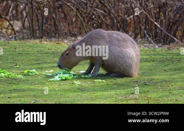 The capybara, Hydrochoerus hydrochaeris is the largest extant rodent in ...