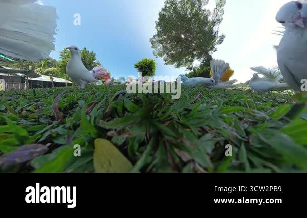 White and Colorful Doves Walking on Grass in a Low Angle View under ...
