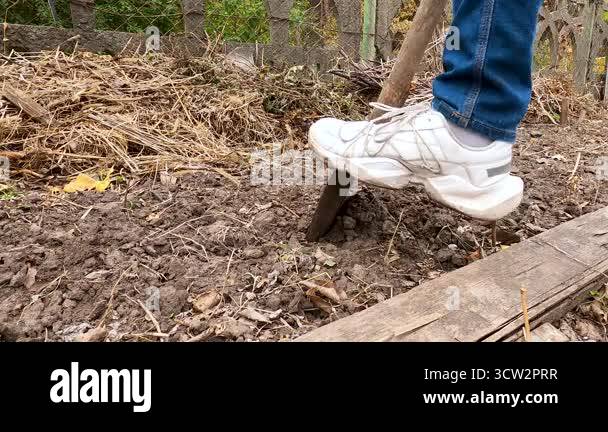 A farmer digs the ground with a shovel. Work in the garden growing ...