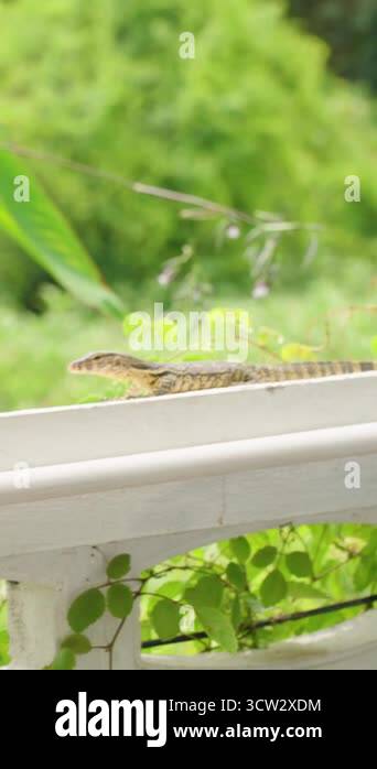 Vertical video. Monitor Lizard Crawling on White Railing Surrounded by ...