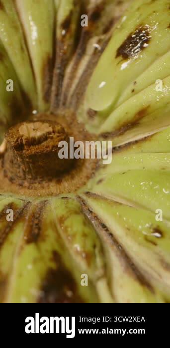 Vertical video. Extreme Closeup of Sugar Apple Stem and Radiating Green Segments with Moist ...
