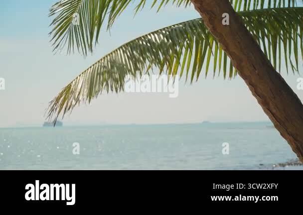 Palm Tree Trunk and Frond Overlooking Calm Ocean with Soft Horizon and ...
