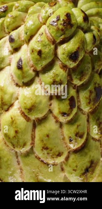 Vertical video. Closeup of Sugar Apple Surface with Scale-Like Pattern ...