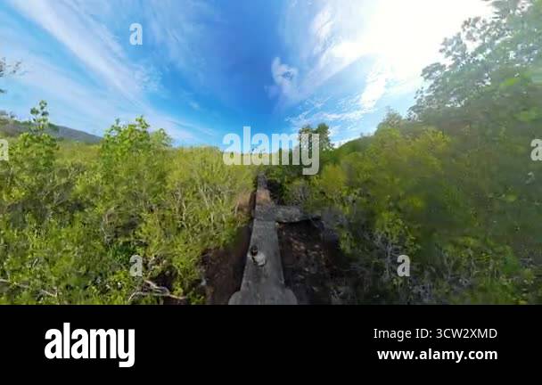 Woman exploring mangrove forest Stock Videos & Footage - HD and 4K ...
