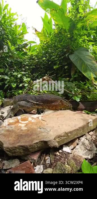 Vertical video. Dominant Monitor Lizard Snatching Meat Aggressively ...