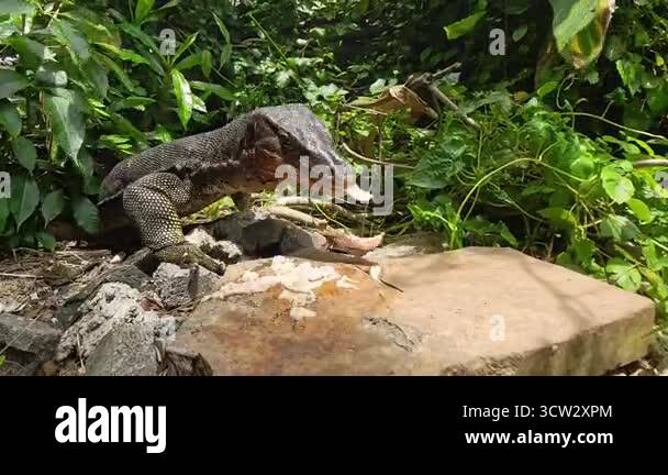 Monitor Lizard Eating Raw Meat and Licking Its Mouth While Standing on ...