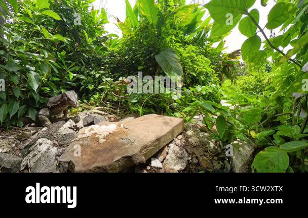 Monitor Lizard Slowly Emerging from Dense Green Bushes Towards Raw Meat ...