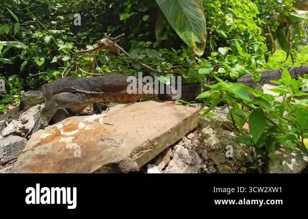 Dominant Monitor Lizard Snatching Meat Aggressively While Second Lizard ...