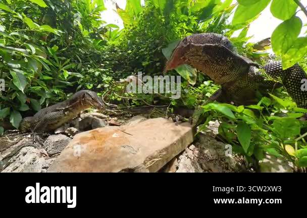 Small Monitor Lizard Quickly Bites Meat While Larger Rival Prepares to ...