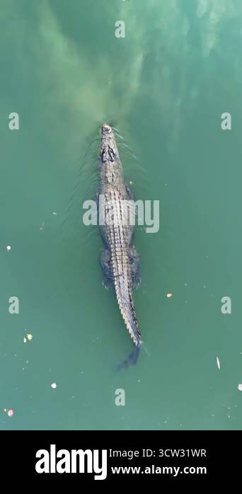 Fearsome Predator Crocodiles Dominate Tropical and Subtropical Waters ...