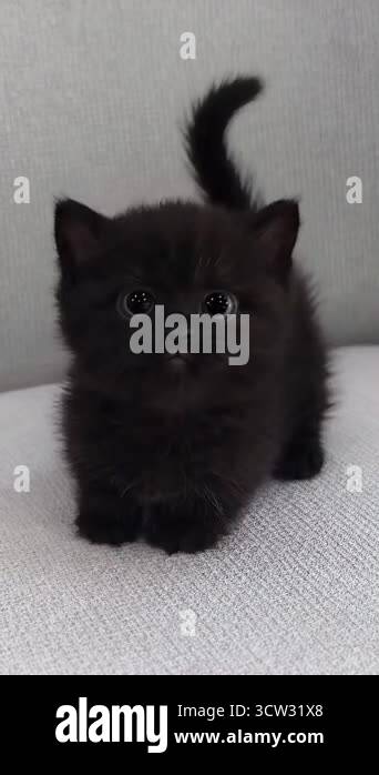 Cute cats have soft and fluffy fur, which makes them very pleasant to ...