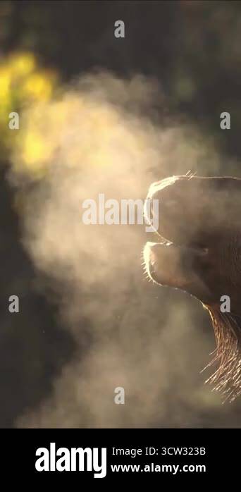 Breath moose in wild Stock Videos & Footage - HD and 4K Video Clips - Alamy
