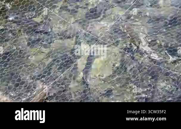 Trout feeding frenzy in fish farm enclosure under wire mesh close up ...