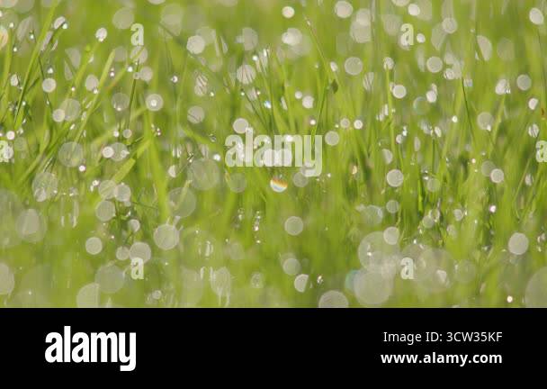 Sparkling dew drop on blades of grass bokeh prism close up Stock Video ...