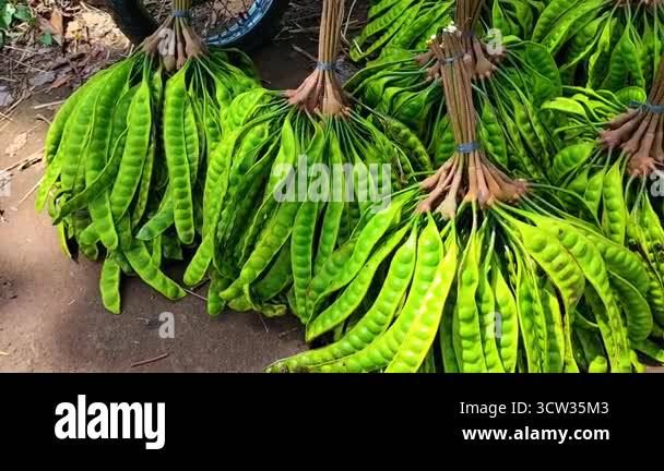 Bunches of fresh petai freshly harvested from the tree. Ripe petai ...