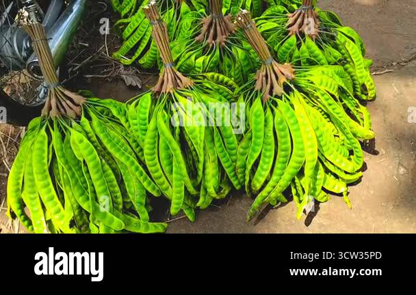 Bunches of fresh petai freshly harvested from the tree. Ripe petai ...
