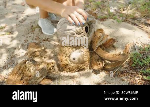 Woman Hitting Two Dried Coconuts Together on Sandy Ground Surrounded by ...