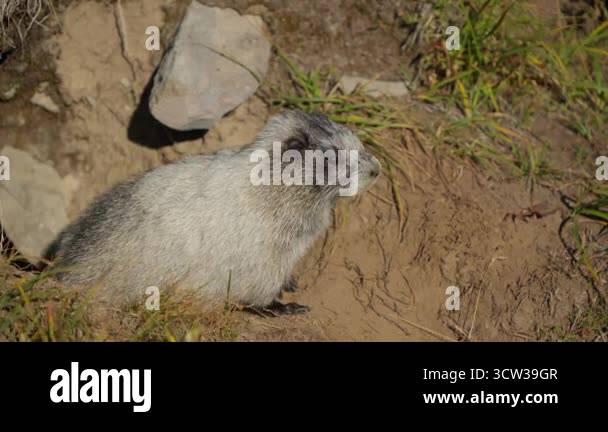 Gray marmot looks around and quickly hides inside its burrow in the ...