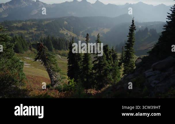 Ground up view conifer Stock Videos & Footage - HD and 4K Video Clips ...