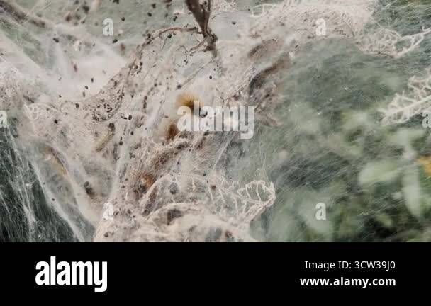 Caterpillars forming a large cluster inside a web nest on a bush branch ...