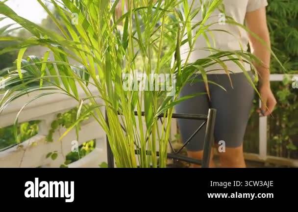 Person Standing on Balcony Spraying Green Potted Plant Leaves Using ...