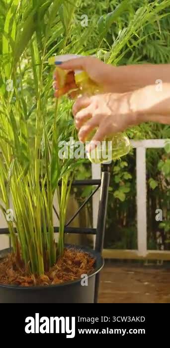 Vertical video. Person Spraying Indoor Palm Tree in Black Pot with ...