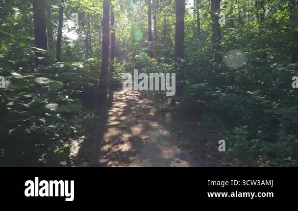 Pathway among trees bushes Stock Videos & Footage - HD and 4K Video ...