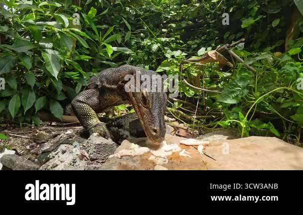 Monitor Lizard Standing Confidently with Piece of Raw Meat Hanging from ...