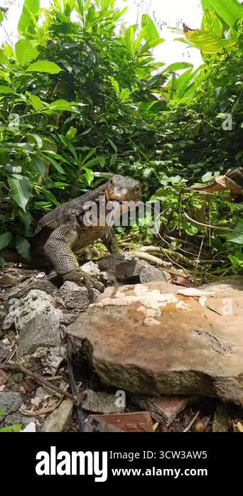 Vertical video. Monitor Lizard Scanning Surroundings Then Detecting ...