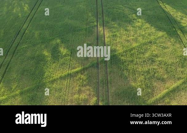 Aerial view of dried in some places green fields with growing crops of ...