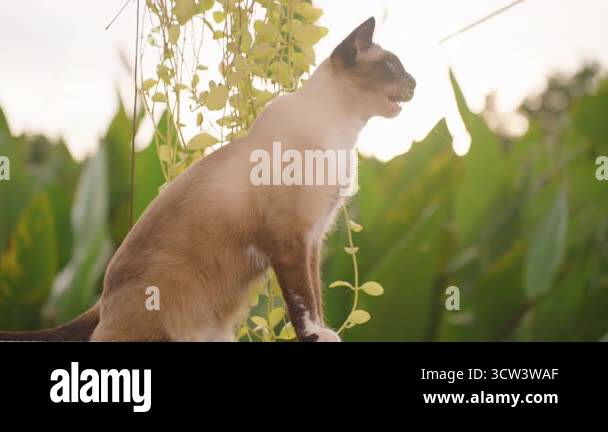Siamese Cat Meowing with Open Mouth While Looking at Straw in Slow ...