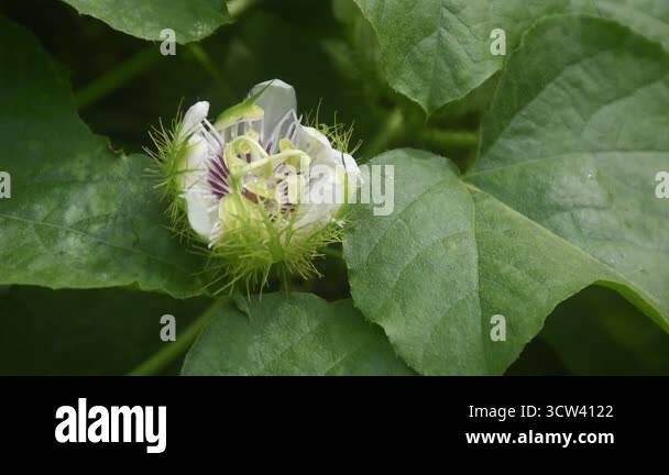 Passion fruit creeper Stock Videos & Footage - HD and 4K Video Clips ...